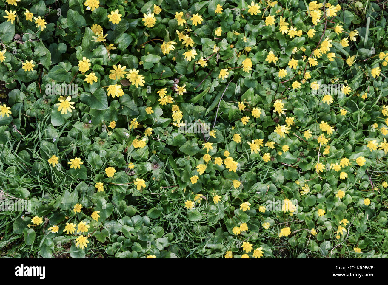 Lesser celandine flowers on the ground Stock Photo - Alamy