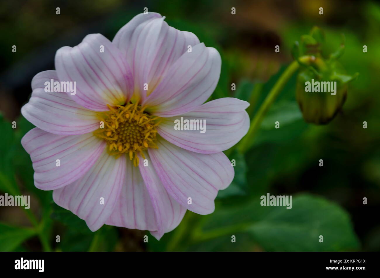 Fresh twig of rose Dahlia Flower bloom flower in the garden, Sofia ...