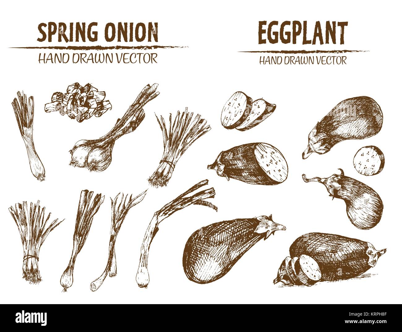 Digital vector detailed line art spring onion and eggplant vegetable ...
