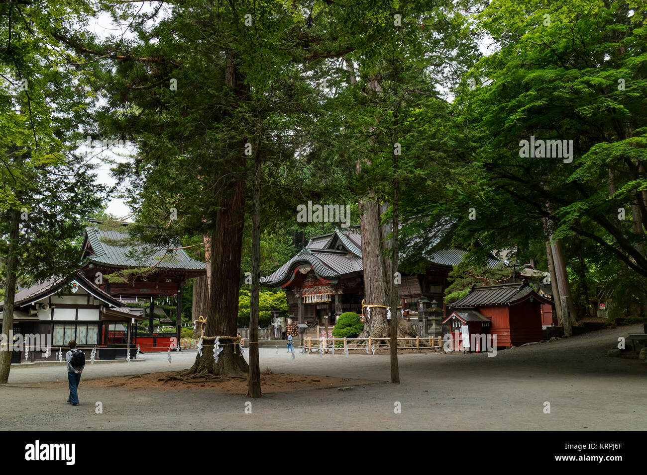 Fujiyoshida city, Japan - June 13, 2017: The sacred tree, goshinboku ...