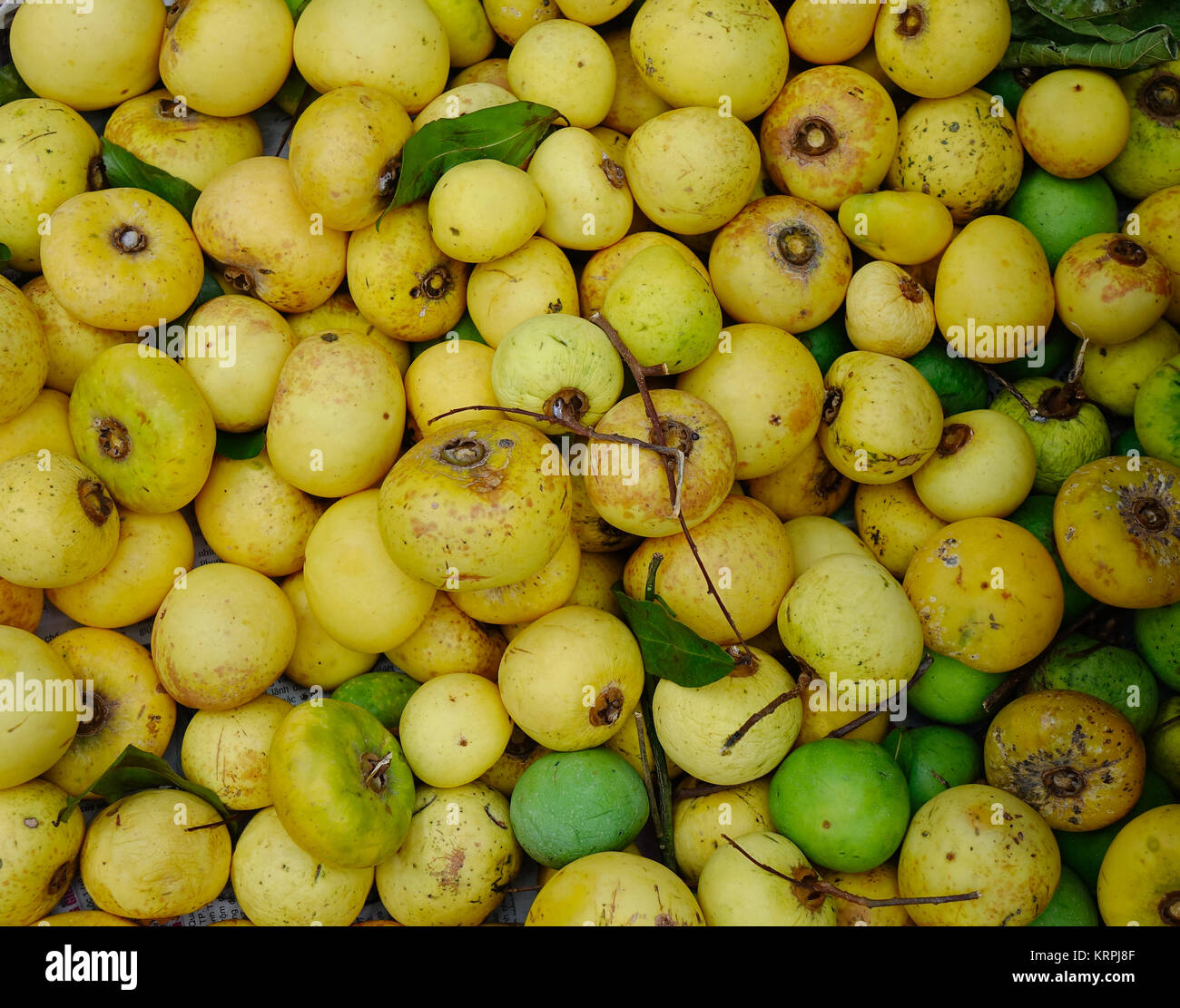 Diospyros decandra (gold apple) fruits at local market in Southern ...