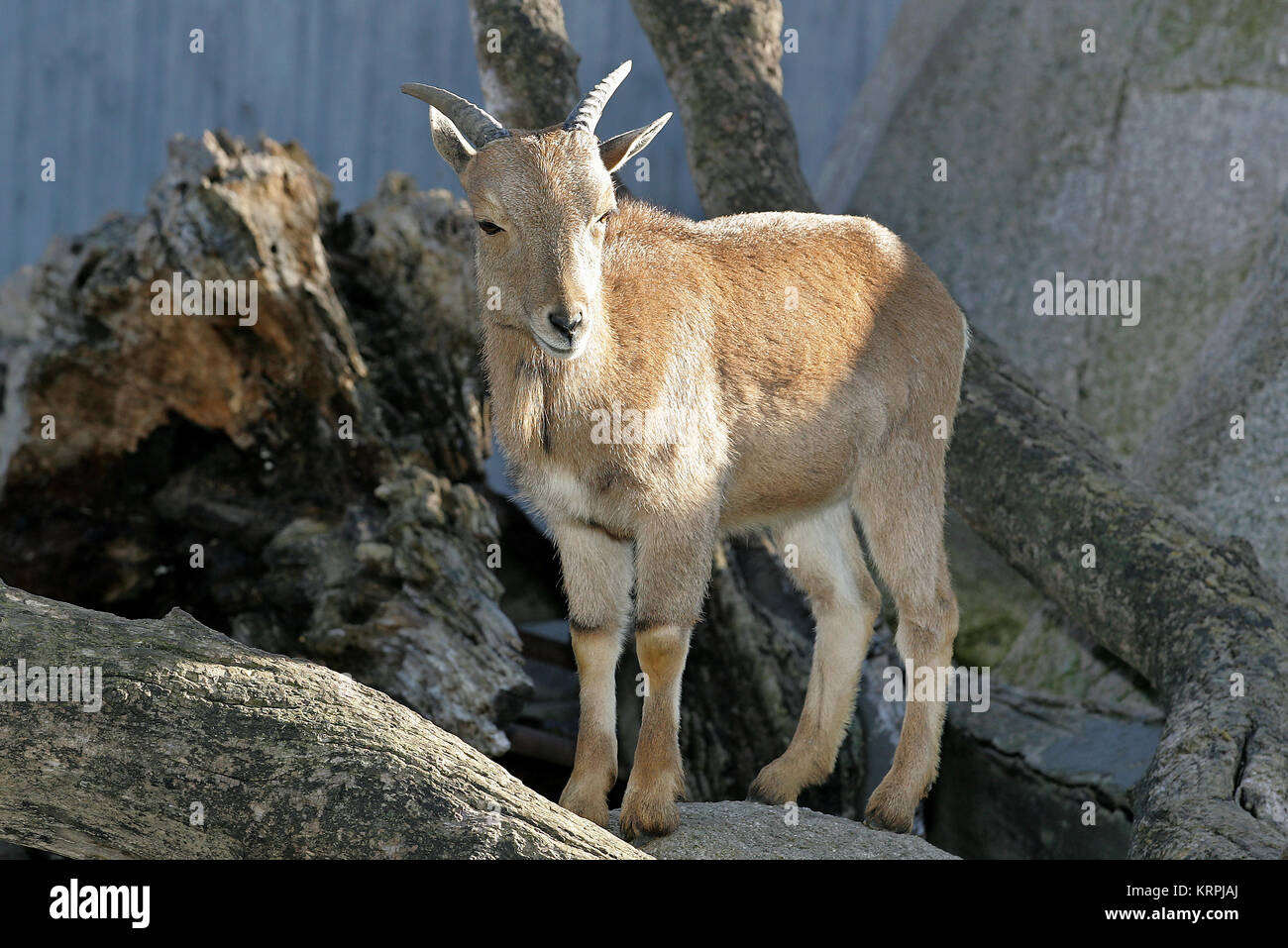 mane sheep - cub Stock Photo - Alamy