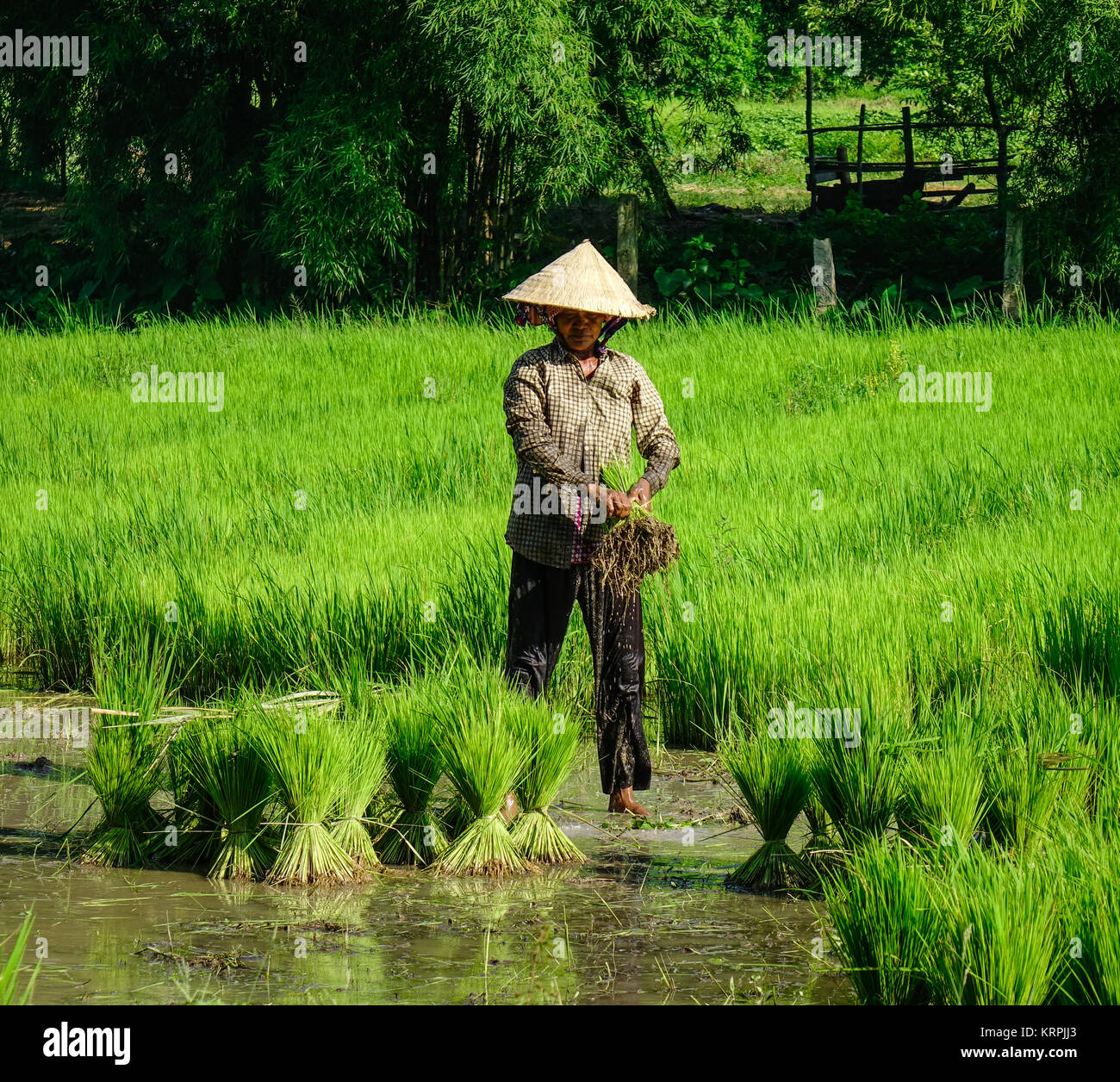 Mekong Delta, Vietnam - Sep 2, 2017. A woman working on rice field in ...