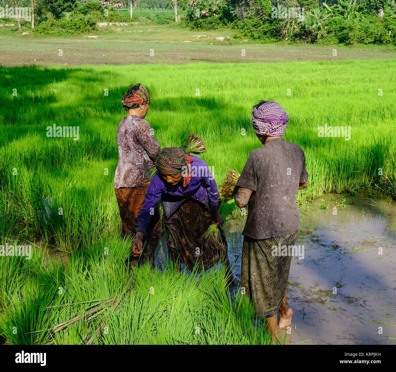 Mekong Delta, Vietnam - Sep 2, 2017. Khmer people working on rice field ...