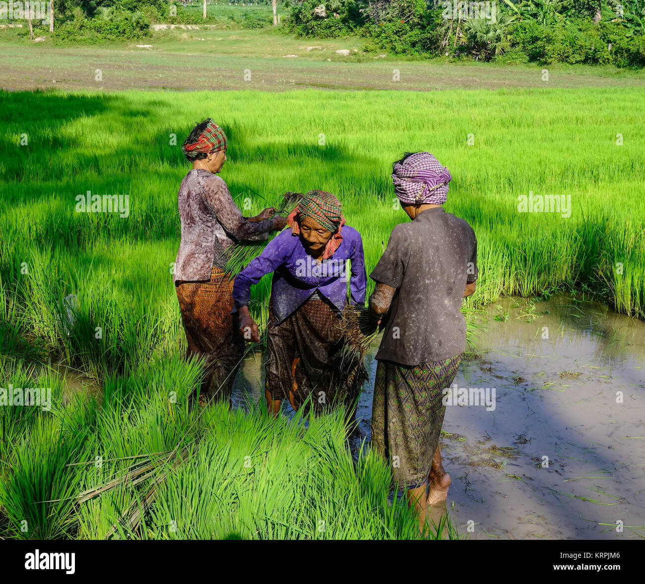 Mekong Delta, Vietnam - Sep 2, 2017. Old women working on rice field in ...