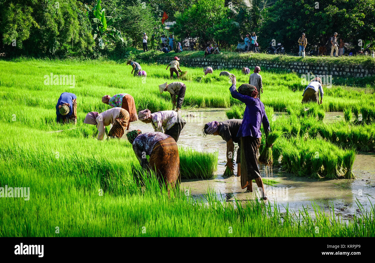 Mekong Delta, Vietnam - Sep 2, 2017. Khmer people working on rice field ...