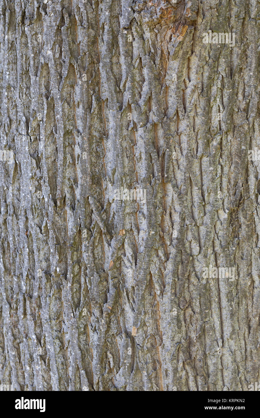 Spitz-Ahorn, Spitzahorn, Spitzblättriger Ahorn, Rinde, Borke, Stamm ...