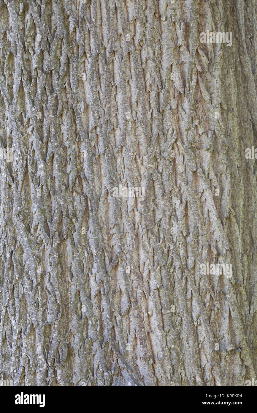 Acer ahorn maple maple tree hi-res stock photography and images - Alamy