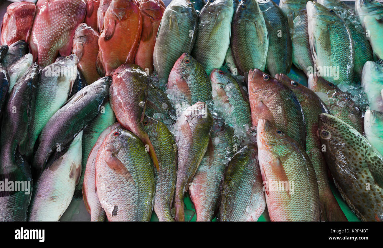 fish at the fish market Stock Photo - Alamy