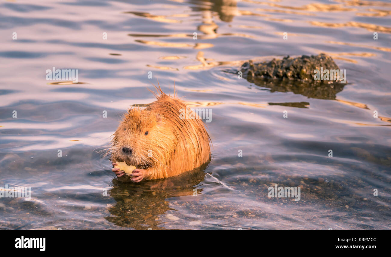 Funny river animal with apple slice in paws Stock Photo - Alamy