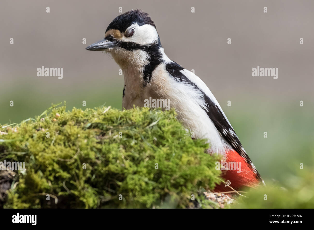 great spotted woodpecker foraging Stock Photo - Alamy