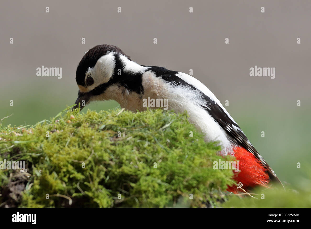 great spotted woodpecker foraging Stock Photo - Alamy