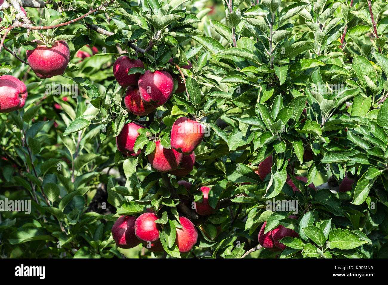 Red apple tree Stock Photo - Alamy