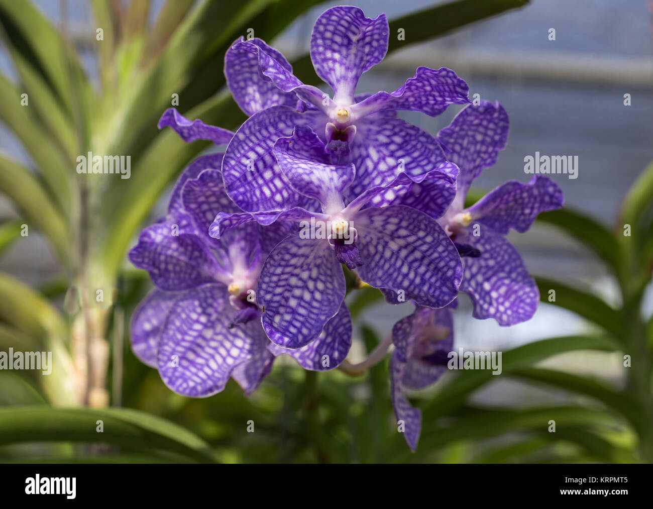 orchids in orchid garden Stock Photo - Alamy