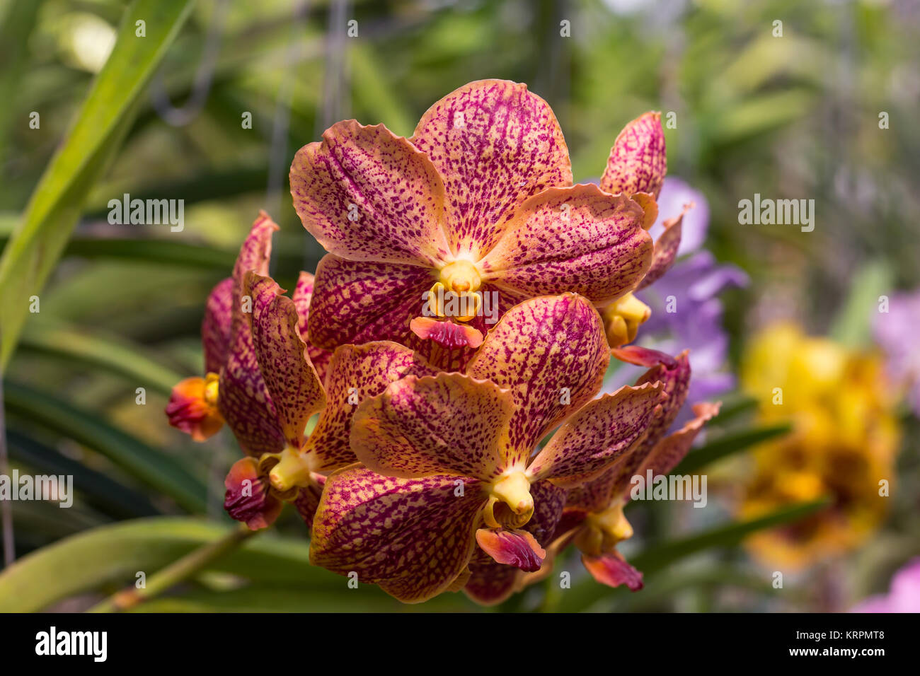 orchids in orchid garden Stock Photo - Alamy
