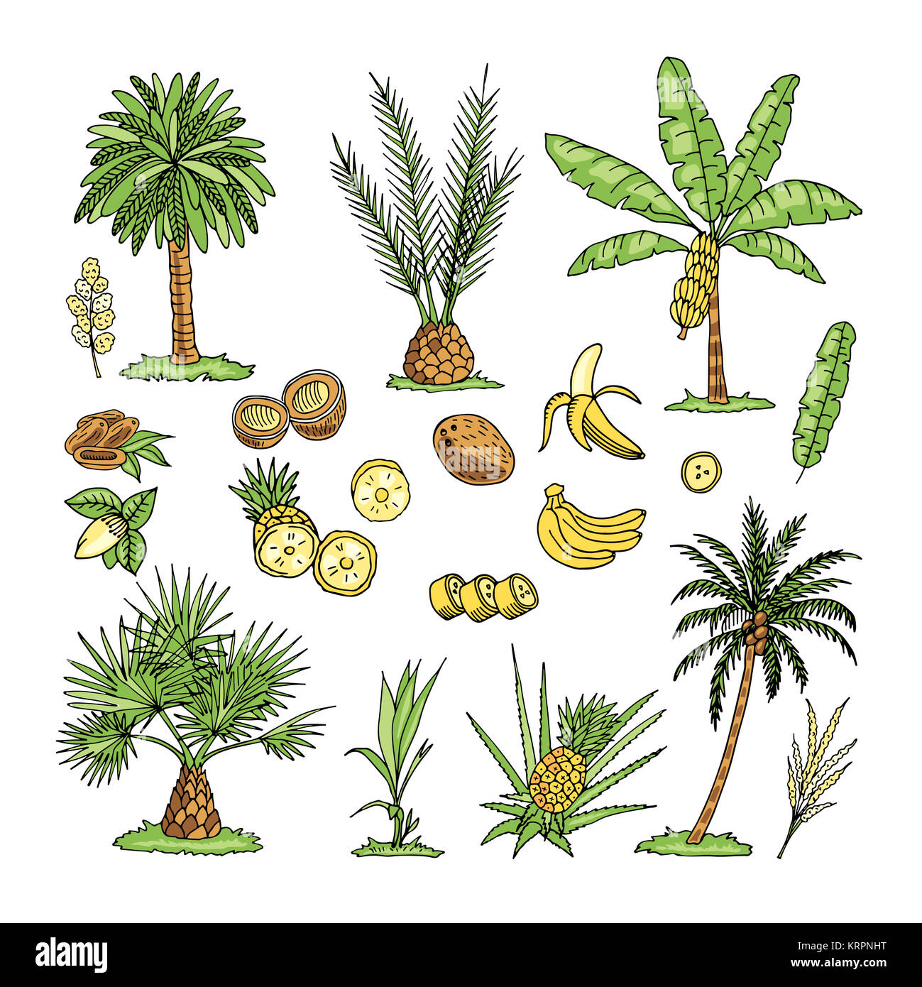 Hand drawn illustration of palm trees isolated on white background ...