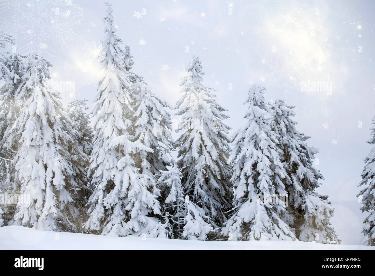 Winter landscape with snowy fir trees Stock Photo - Alamy