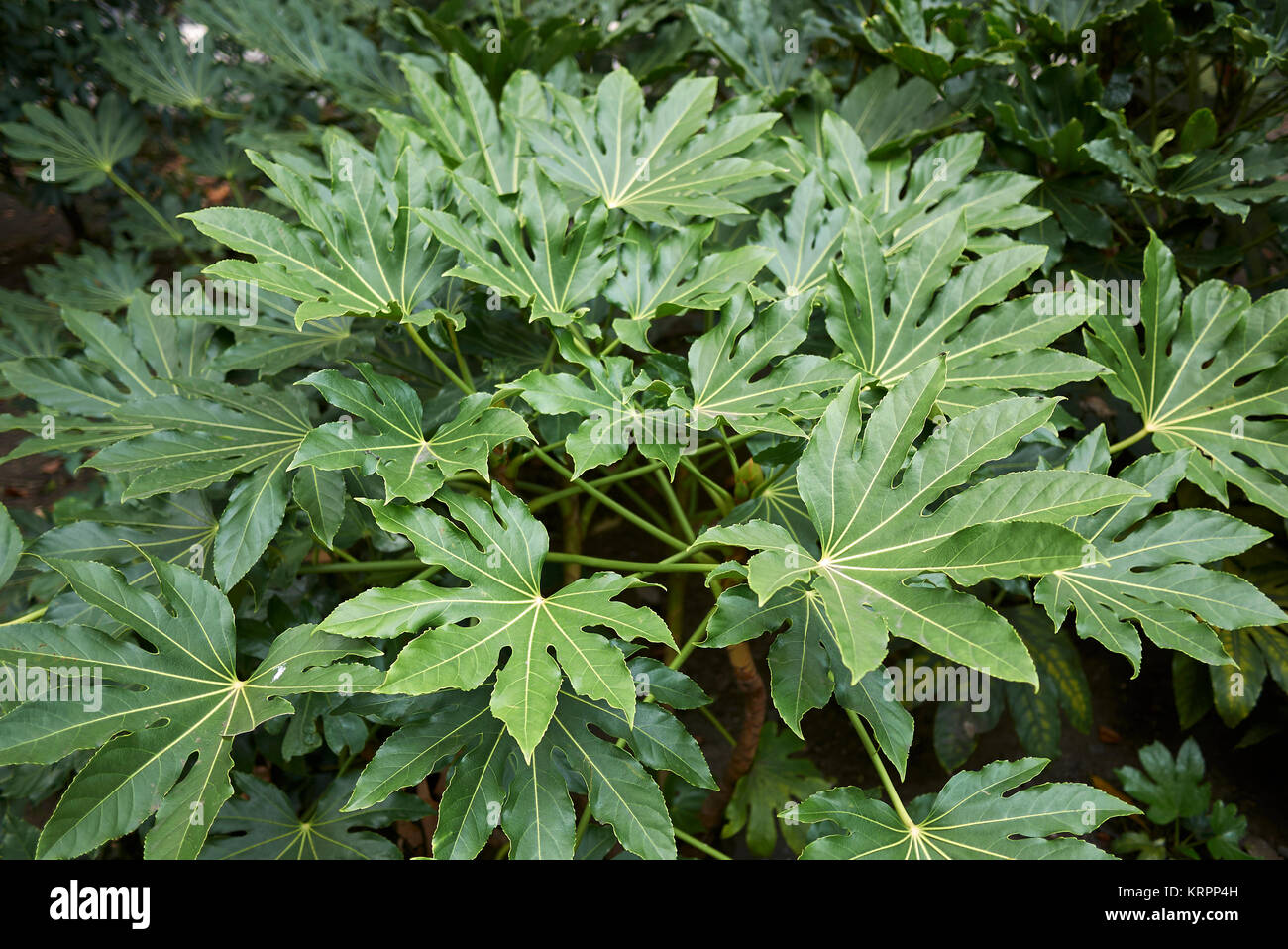 Japanese Aralia Fatsia Japonica High Resolution Stock Photography and ...