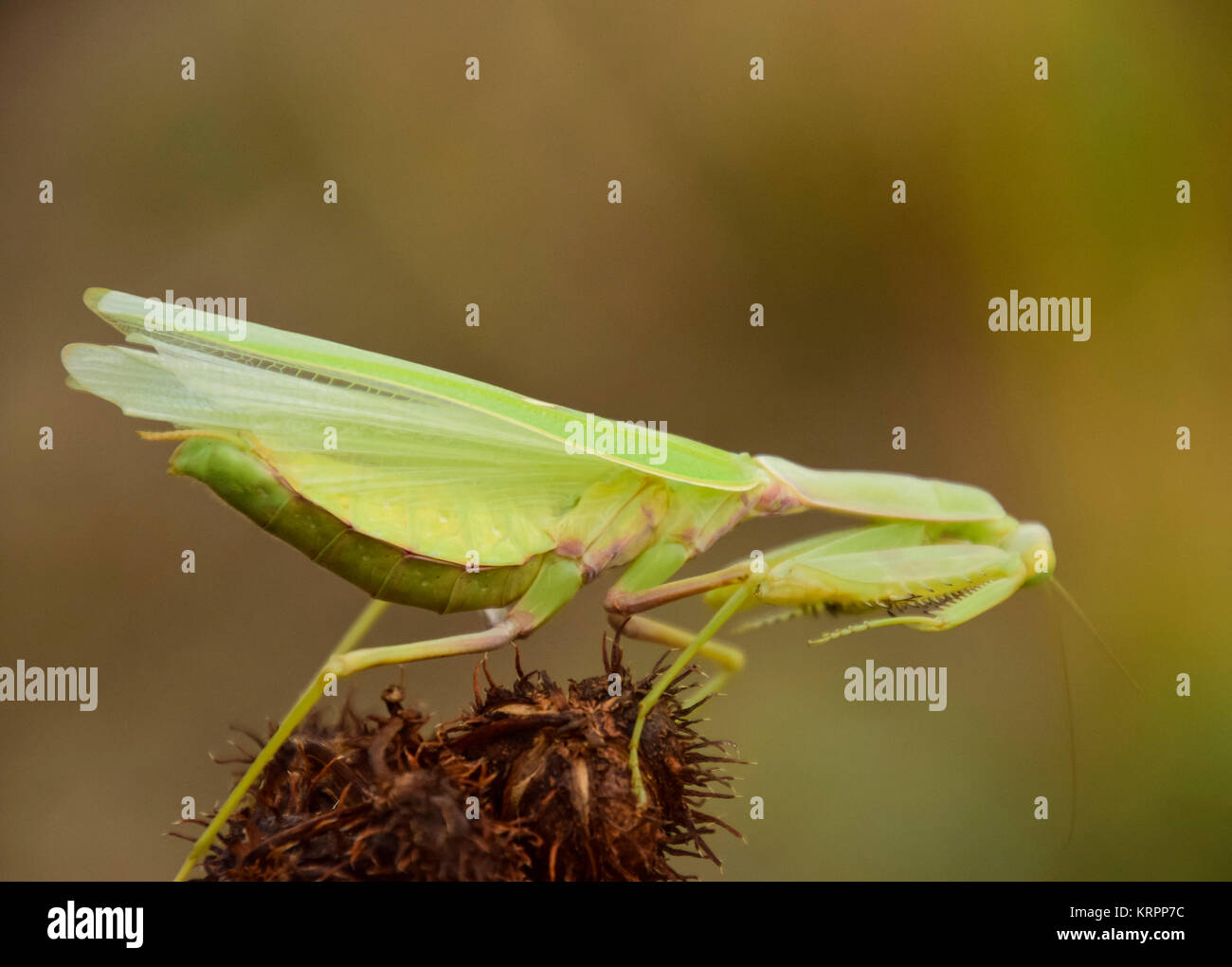 Mantis on tong mating hi-res stock photography and images - Alamy