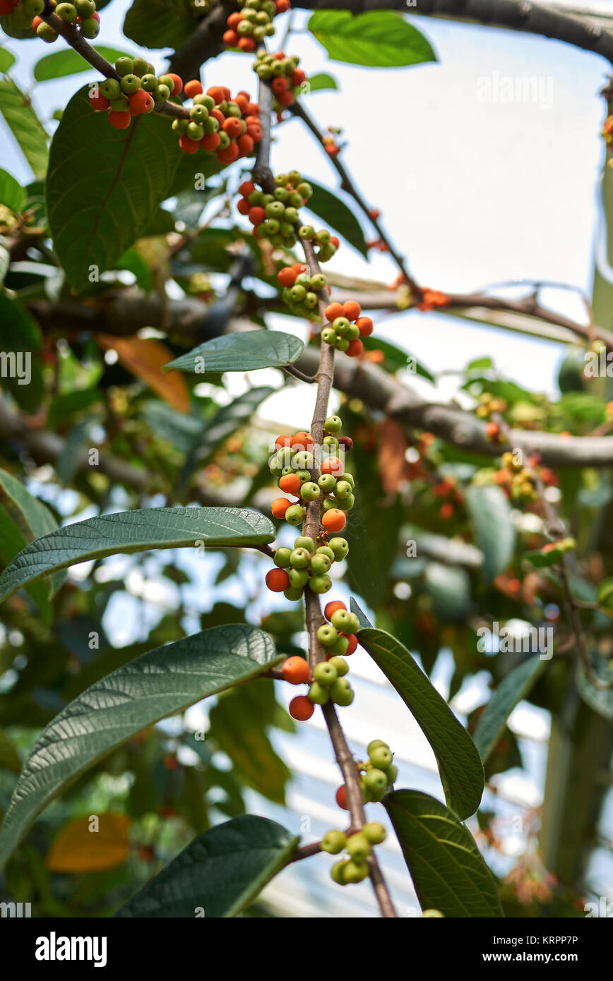 Ficus villosa hi-res stock photography and images - Alamy