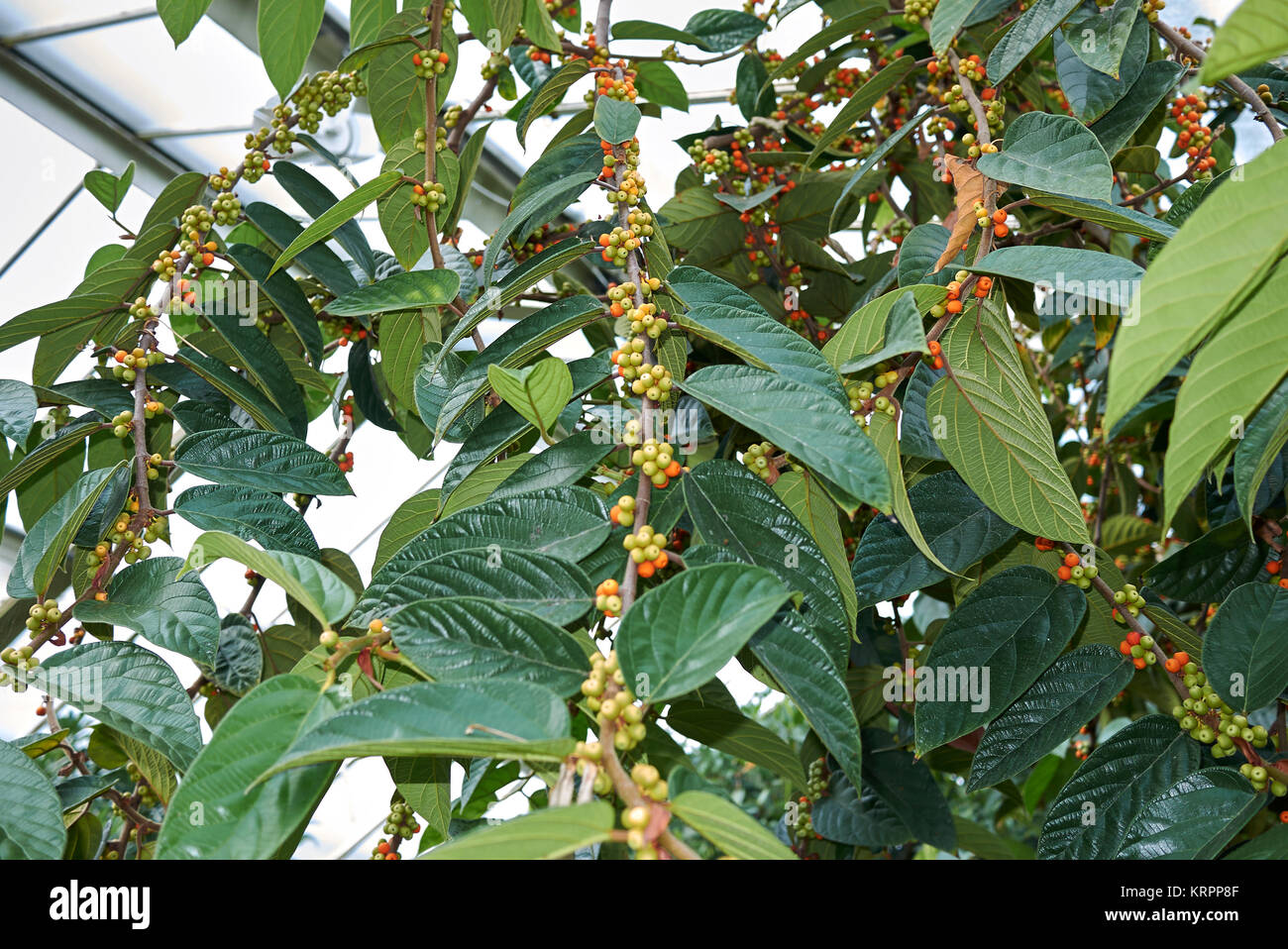 Ficus villosa hi-res stock photography and images - Alamy