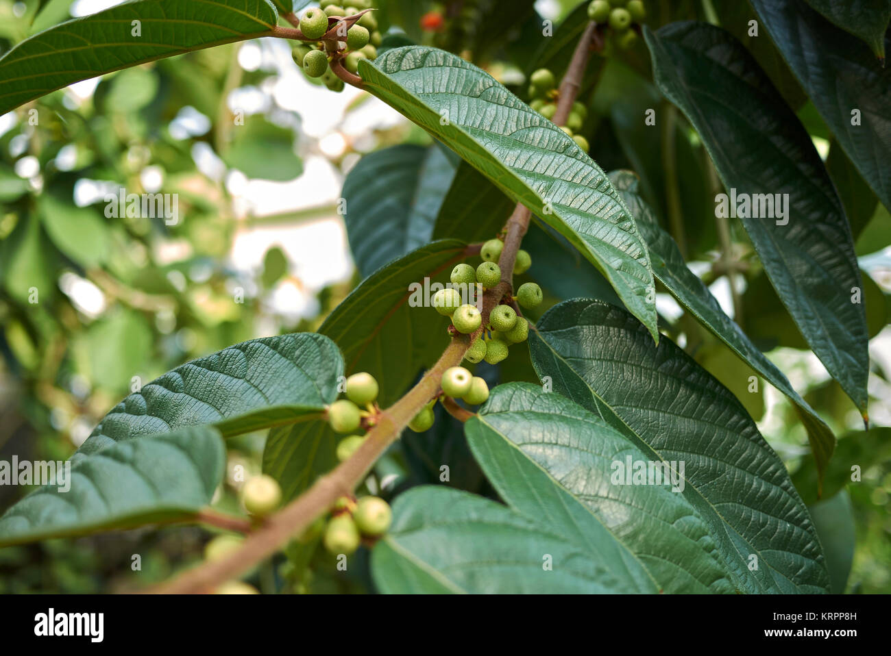 Climbing figs hi-res stock photography and images - Alamy