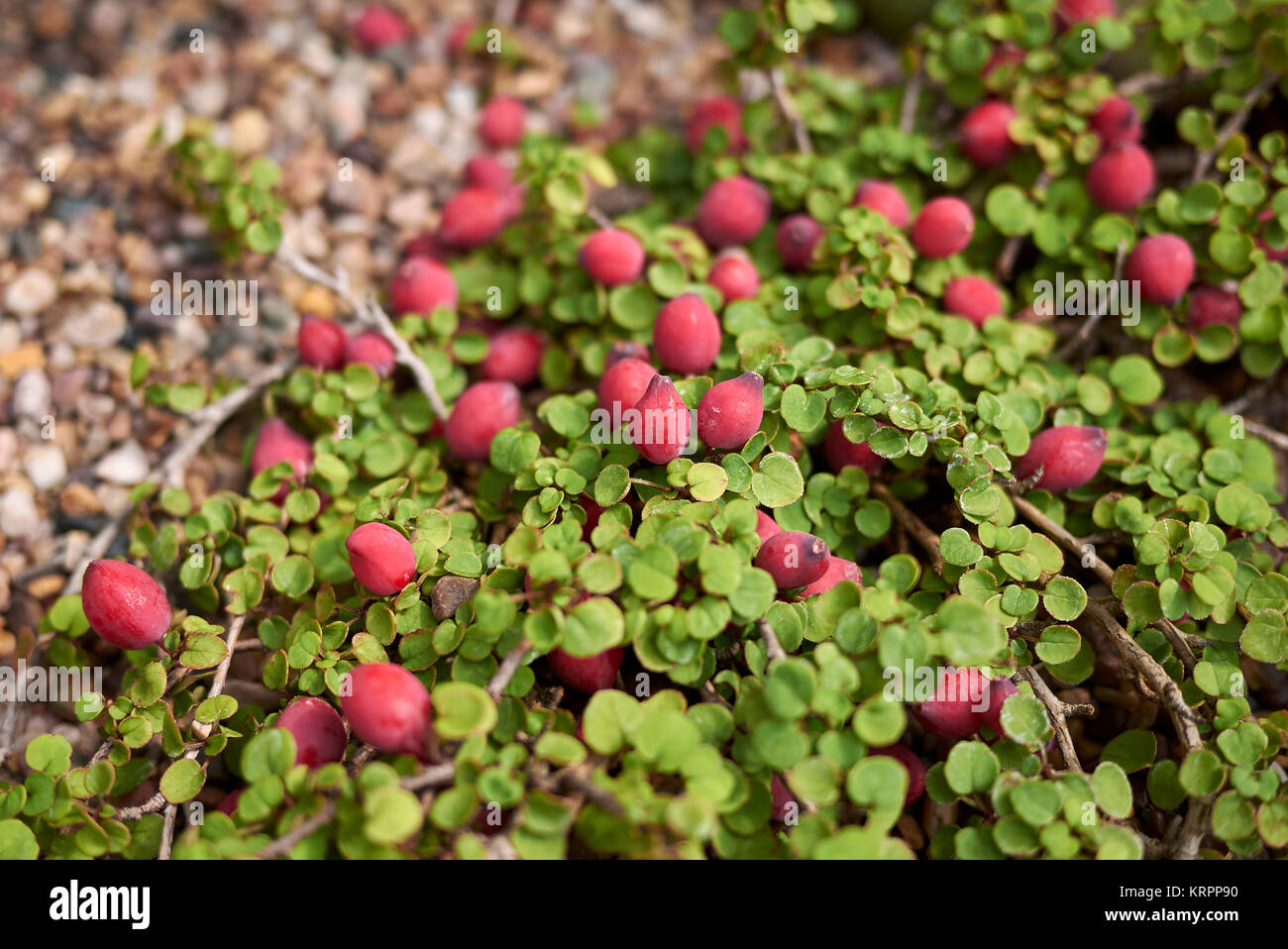 Trailing fuchsia hi-res stock photography and images - Alamy
