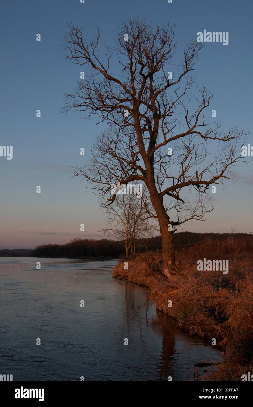 Tree by the river Stock Photo - Alamy