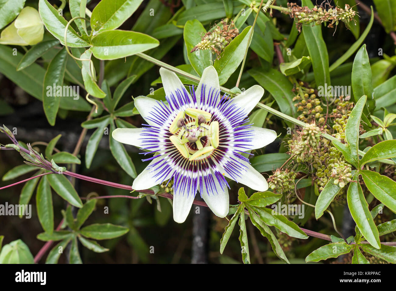 Passion Flower in Full Bloom Stock Photo - Alamy