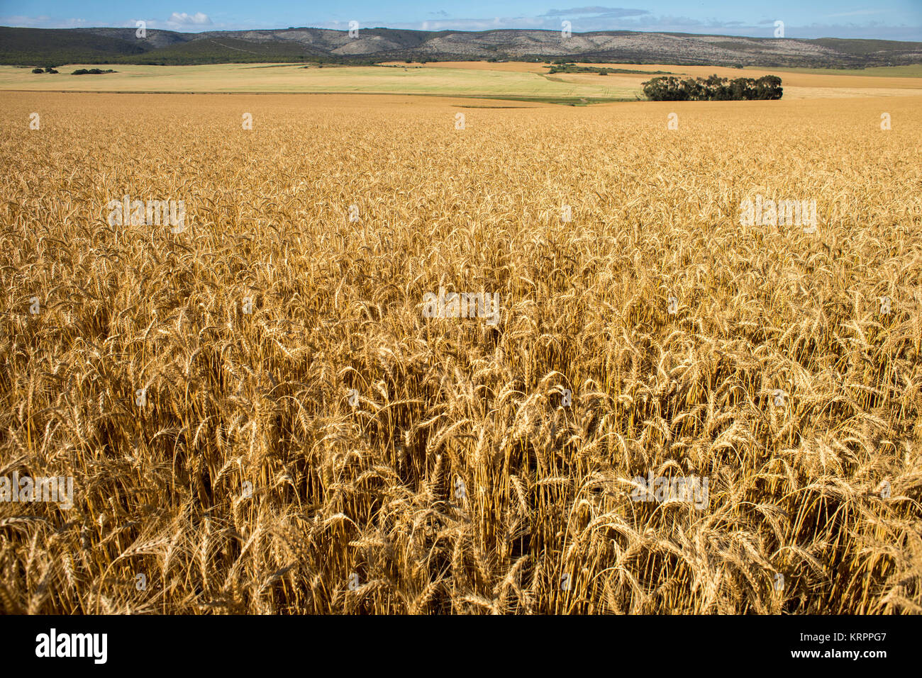 Wheat Fields on Farm Land Stock Photo - Alamy