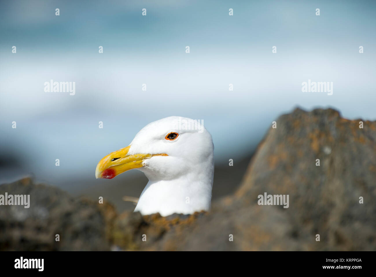 Portrait of a Seagull Stock Photo - Alamy