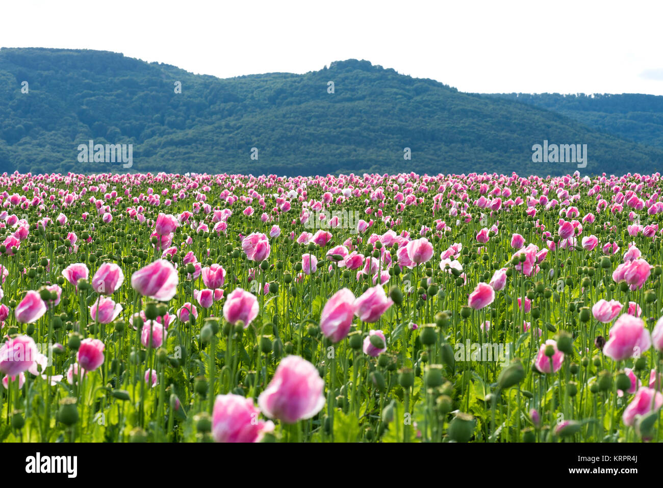 Mohnblumenfeld hi-res stock photography and images - Alamy