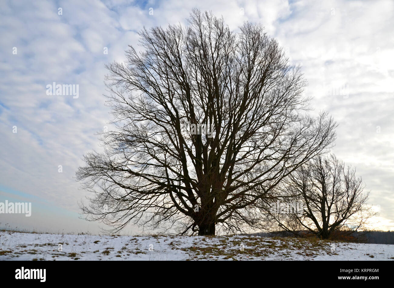 old tree in november Stock Photo - Alamy