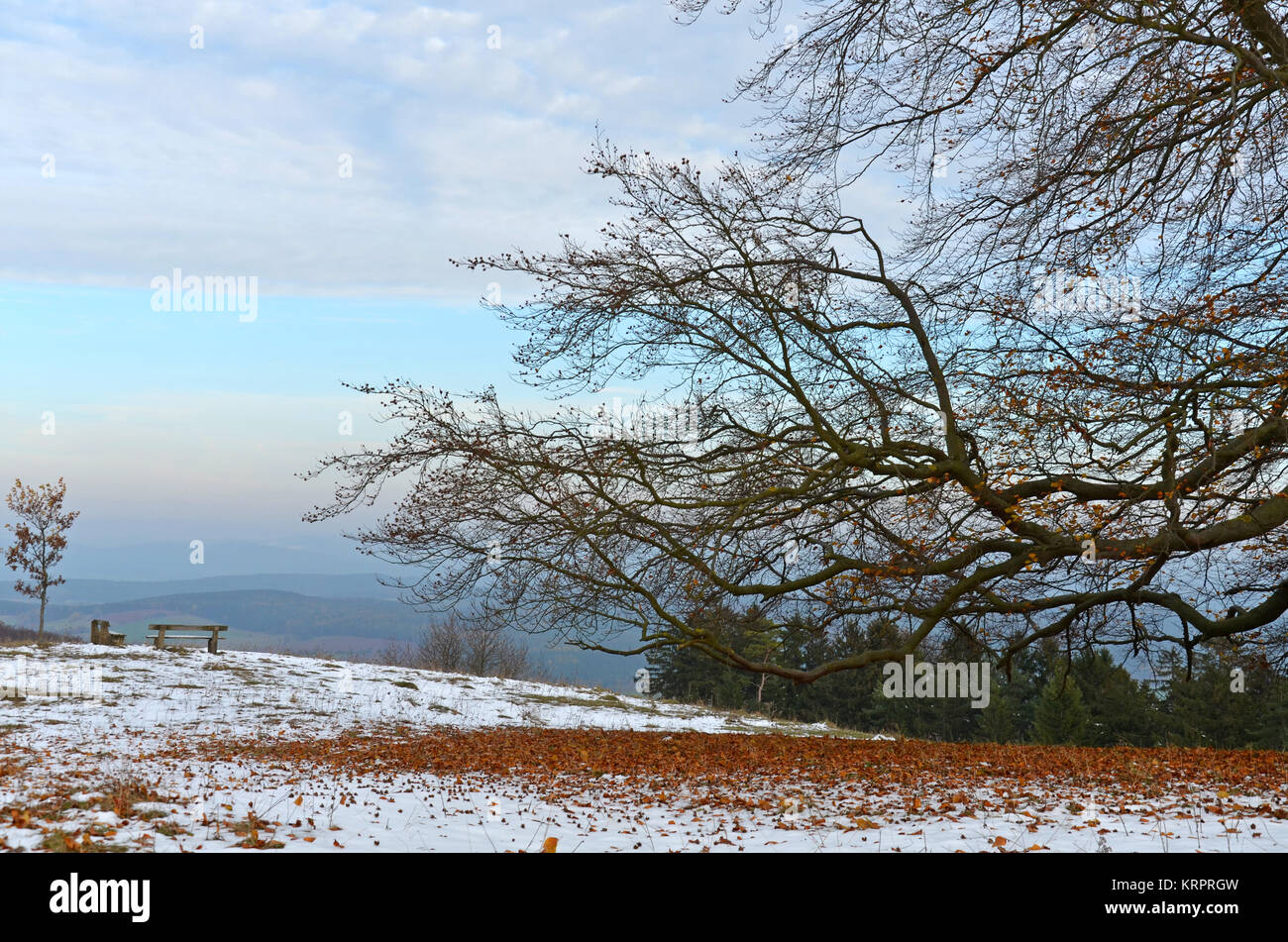 old tree in november Stock Photo - Alamy