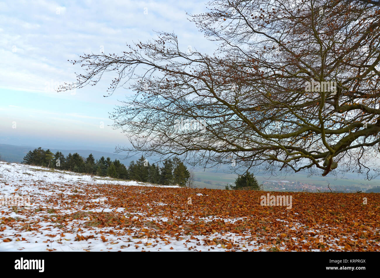 old tree in november Stock Photo - Alamy