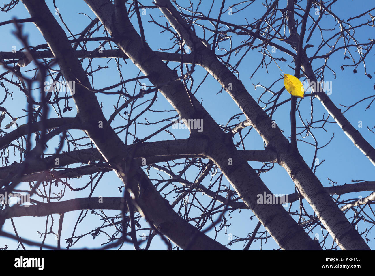 The last falling autumn leaf Stock Photo - Alamy