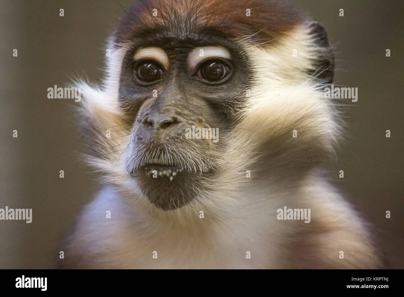 portrait of a monkey Stock Photo - Alamy