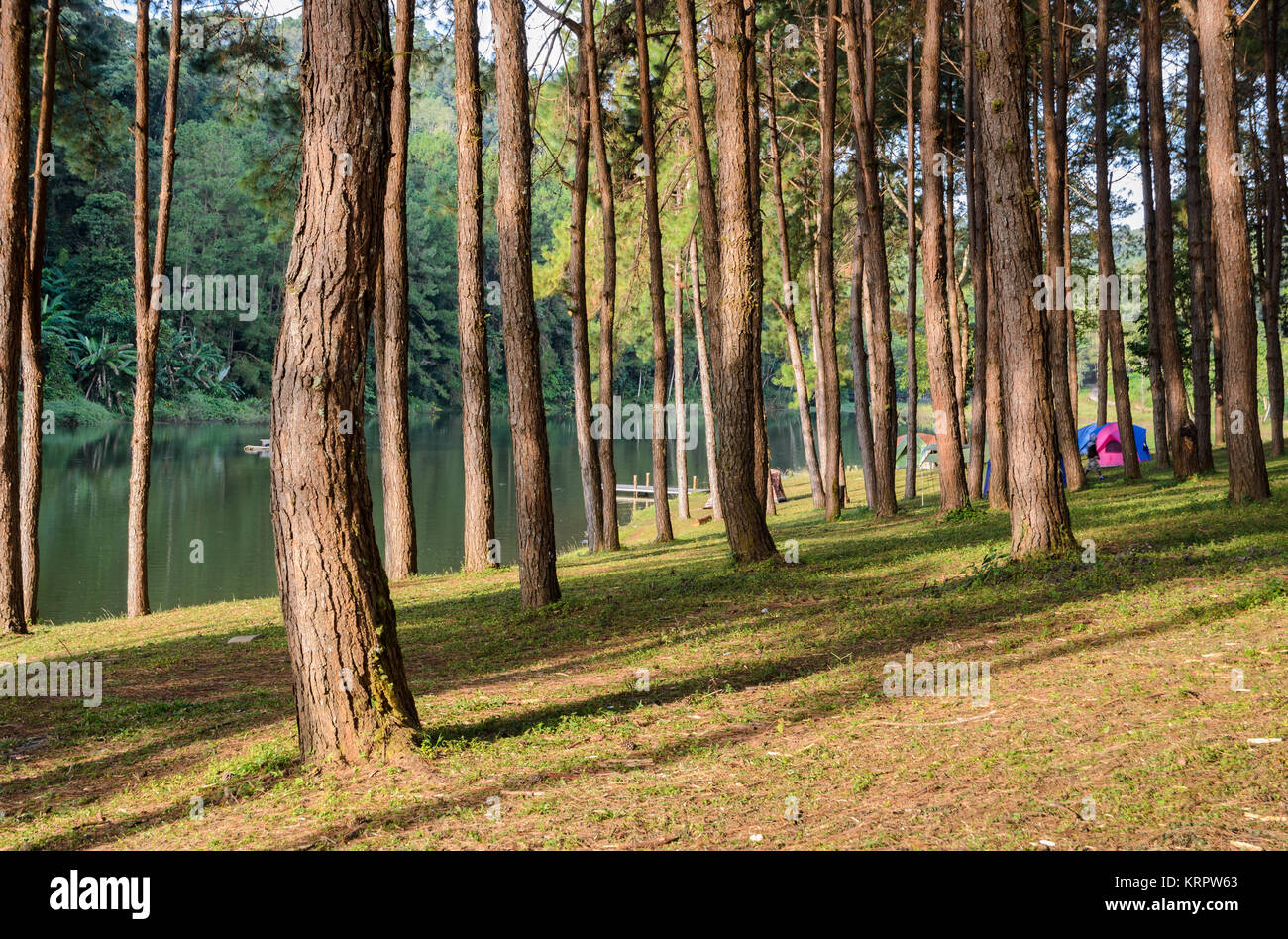 Pine tree forest at Pang Oung national park in Mae Hong Son, Thailand ...