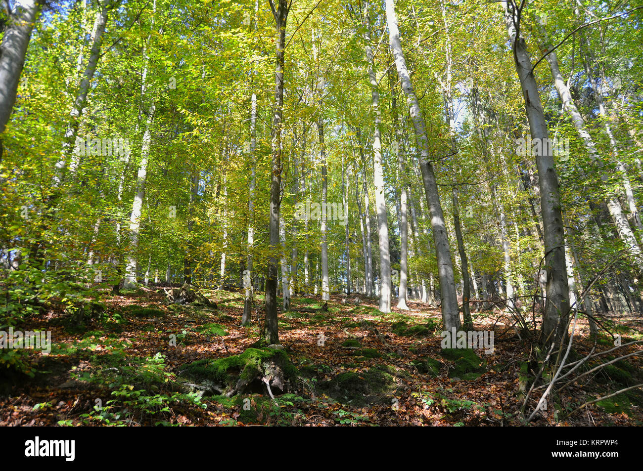 autumn colors in nature Stock Photo - Alamy