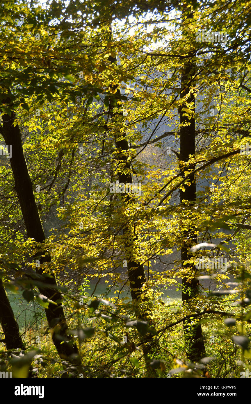 autumn colors in nature Stock Photo - Alamy