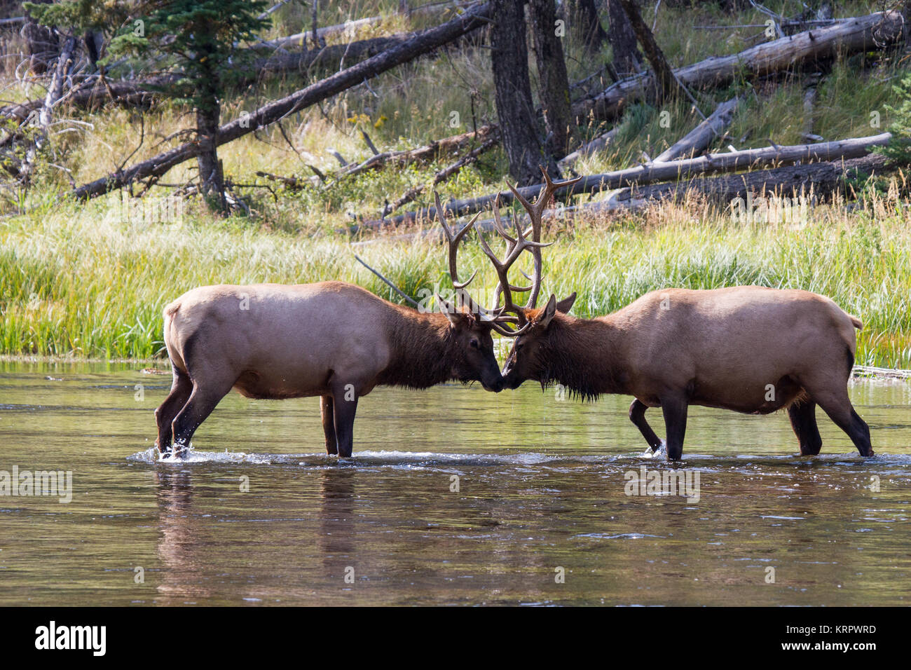 KÃ¤mpfende Wapiti Hirsche 32, Struggling elk bulls 32 Stock Photo - Alamy