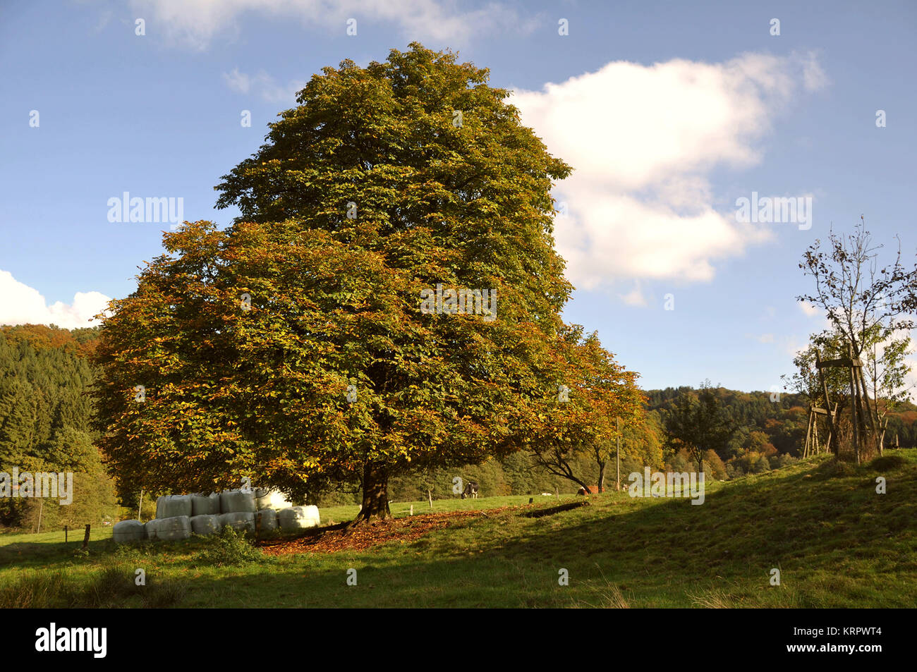 autumn colors in nature Stock Photo - Alamy