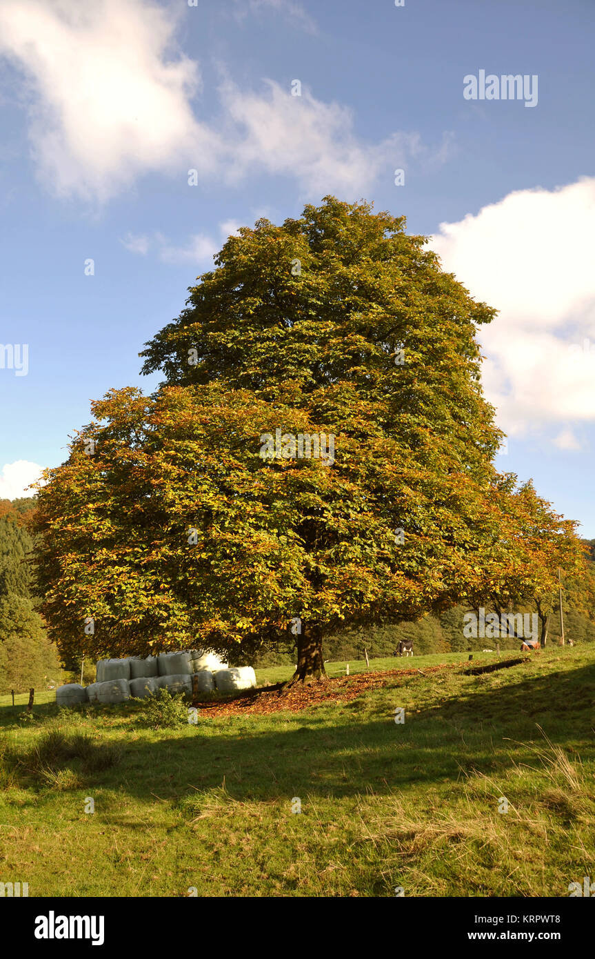 autumn colors in nature Stock Photo - Alamy