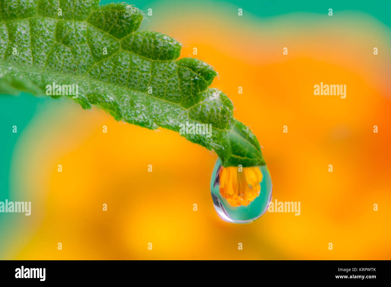 Flower refraction in a dew drop on a green leaf Stock Photo - Alamy