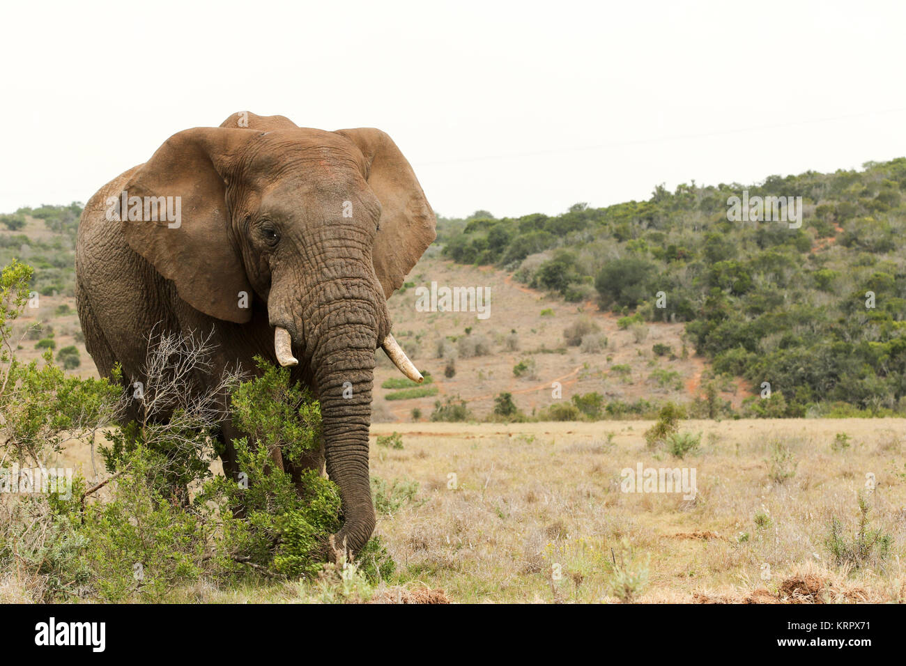 Bush Elephant grabbing a branch Stock Photo - Alamy