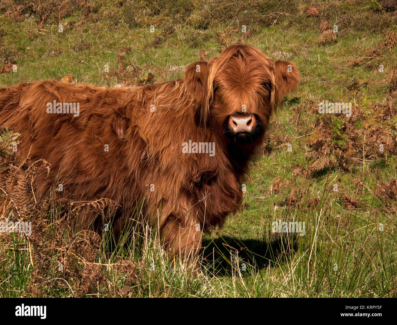 Cattle calf snow hi-res stock photography and images - Alamy