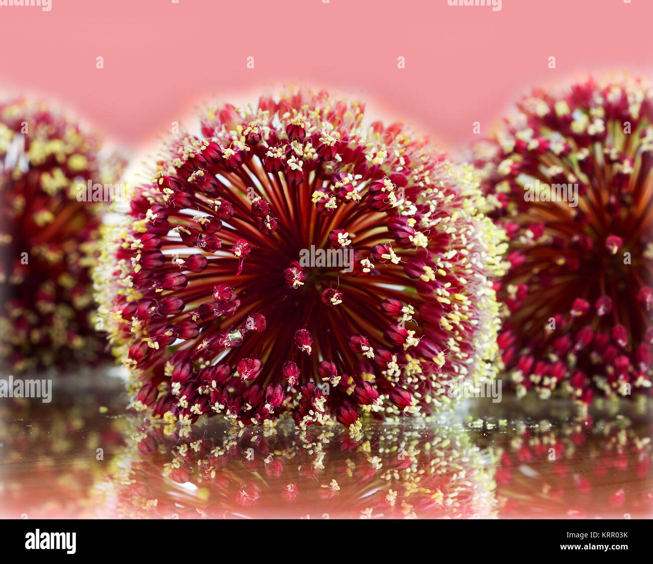 Red Alliums High Resolution Stock Photography and Images - Alamy