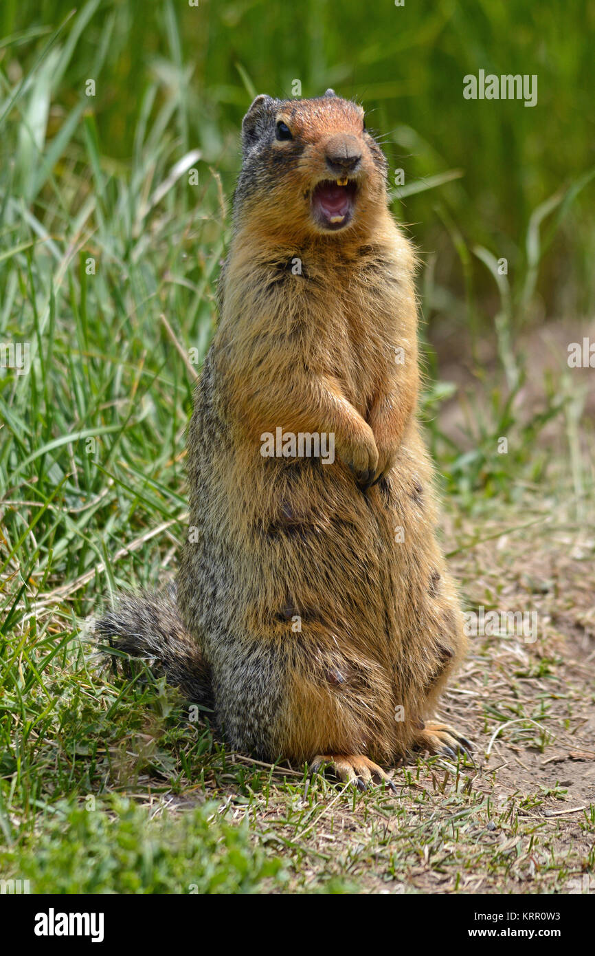 Cute standing screaming gopher Stock Photo - Alamy