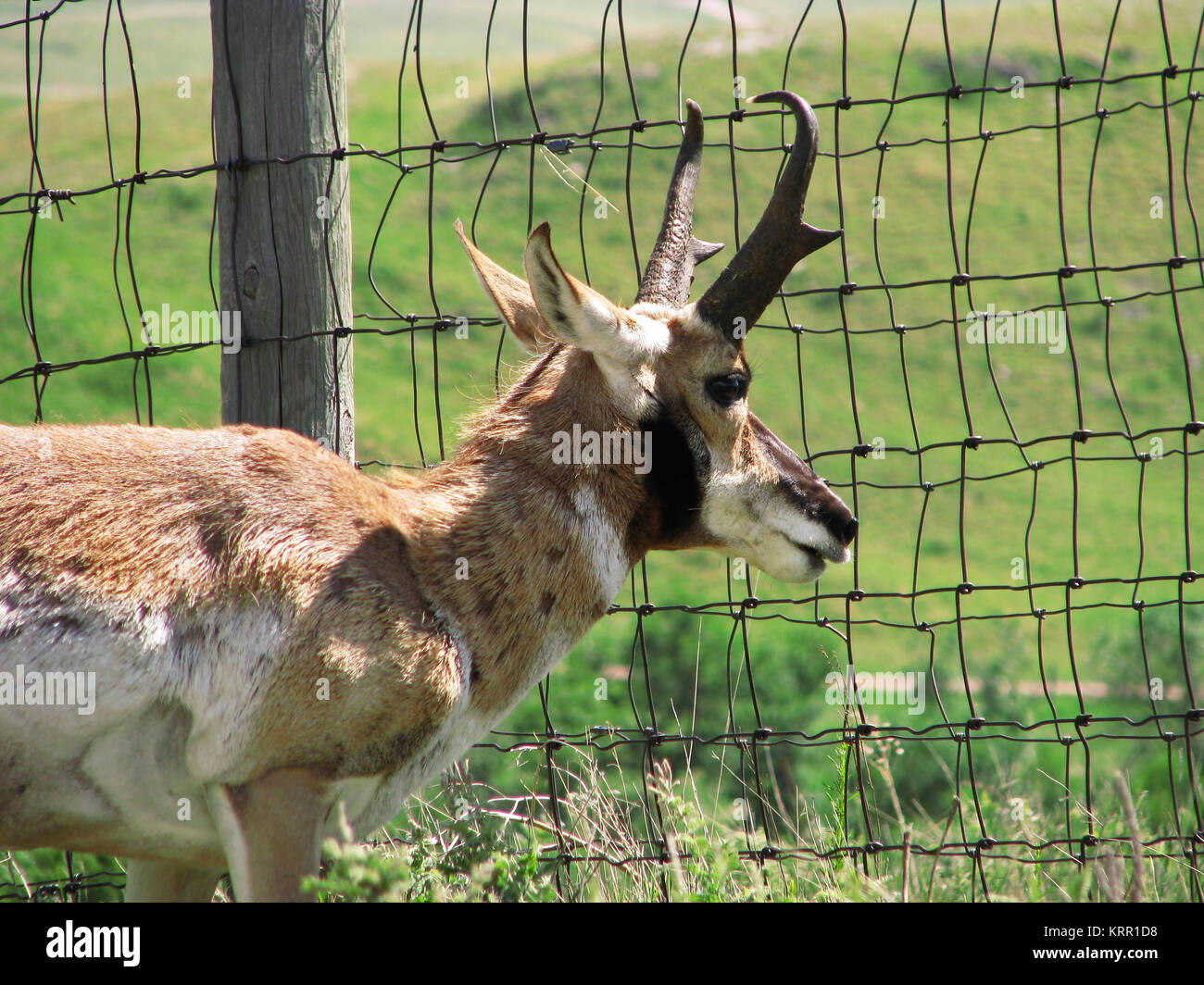A pronghorn antelope peers through a fence in the Black Hills of South ...