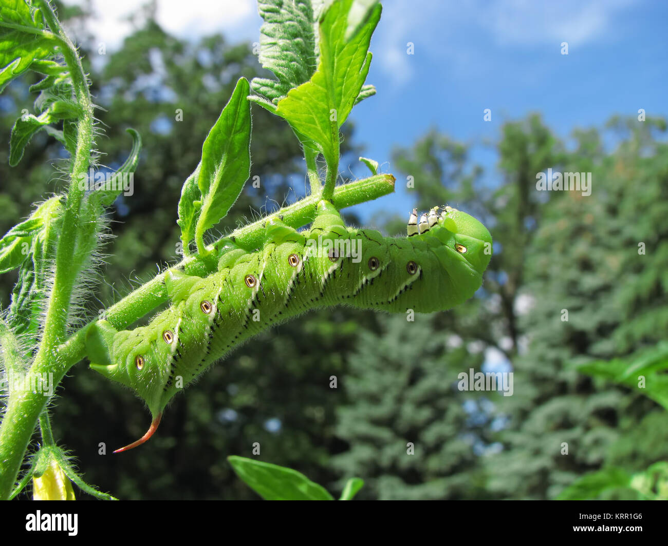 Tobacco hornworm moth caterpillar on a tomato plant Stock Photo - Alamy
